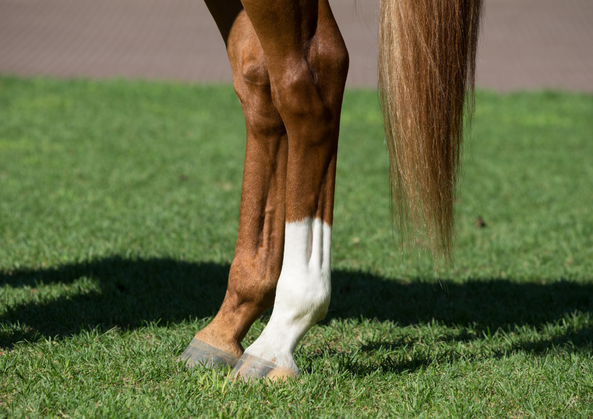 Horse Markings – Can you name them all? | Ranvet