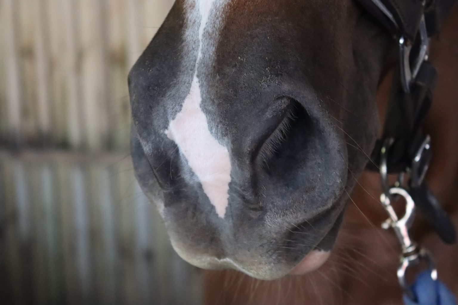 Horse Markings – Can you name them all? | Ranvet