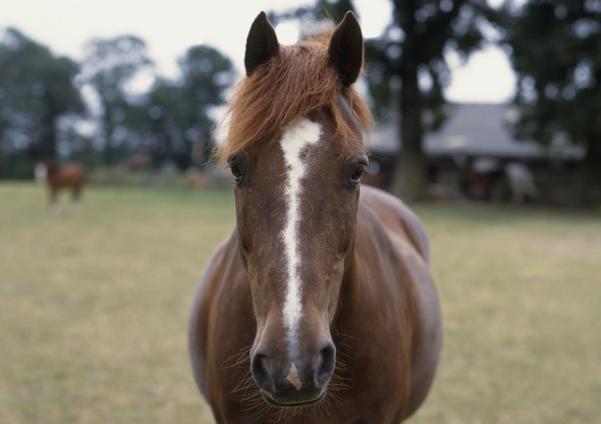 Horse Markings – Can you name them all? | Ranvet