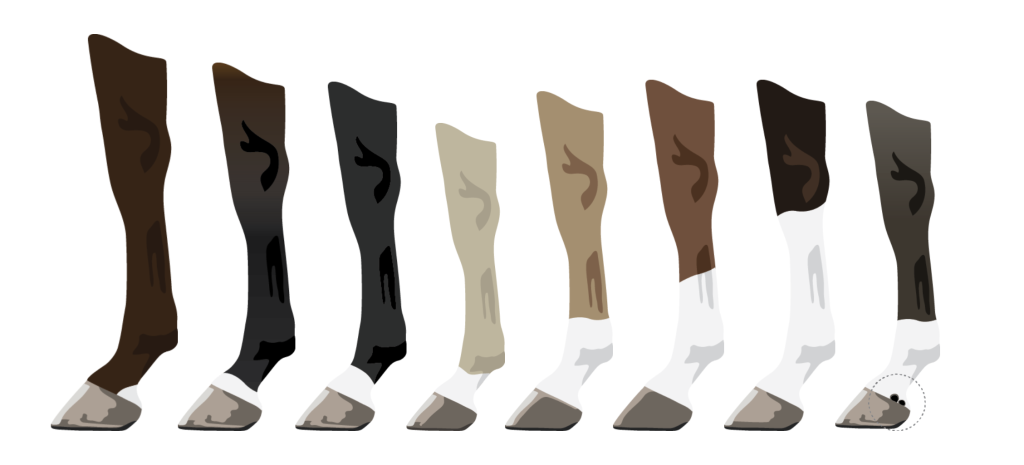 Horse Markings – Can you name them all? | Ranvet