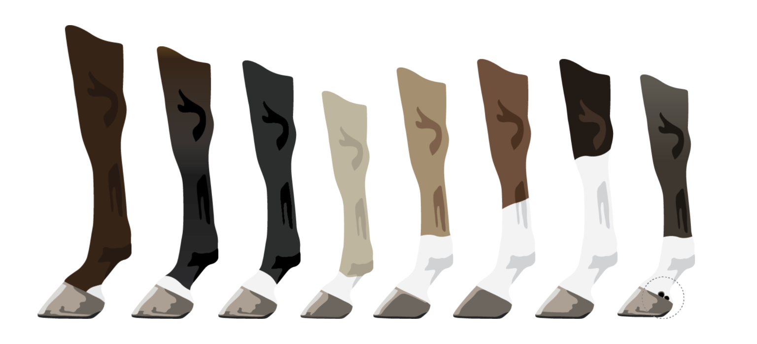 Horse Markings – Can you name them all? | Ranvet