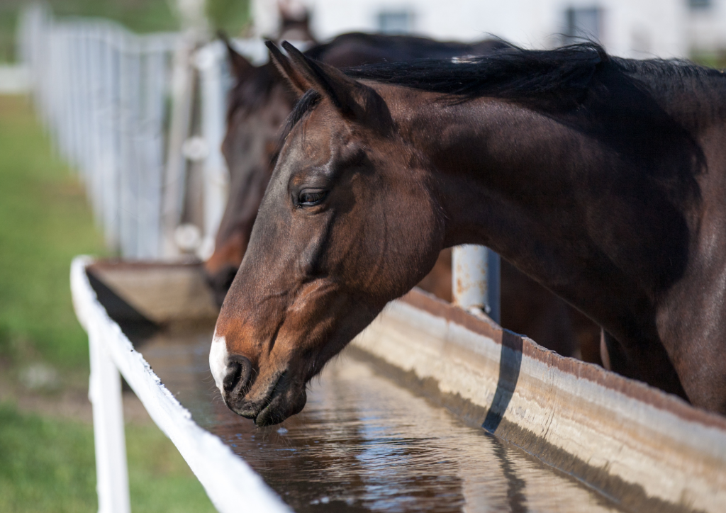 The Importance of Water in Winter | Ranvet