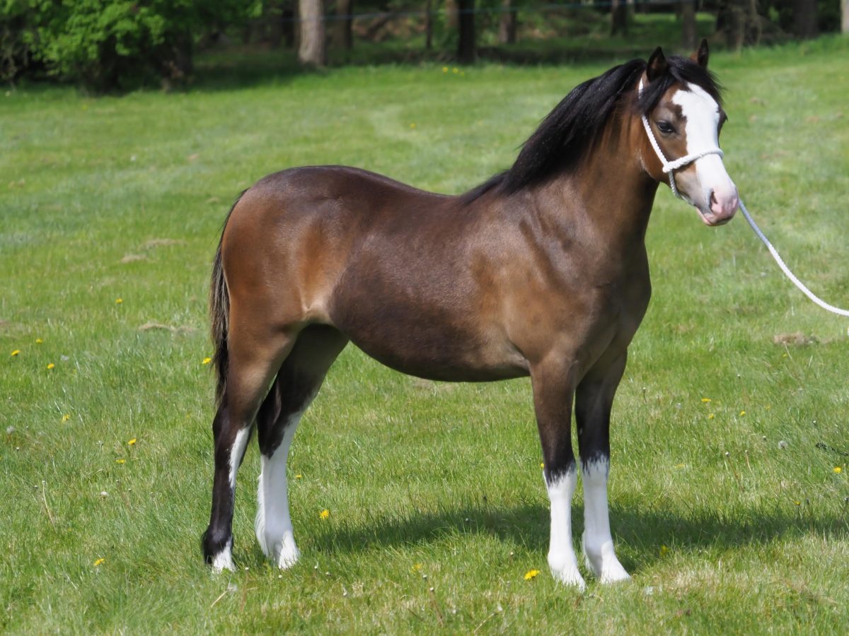 Horse Markings – Can you name them all? | Ranvet