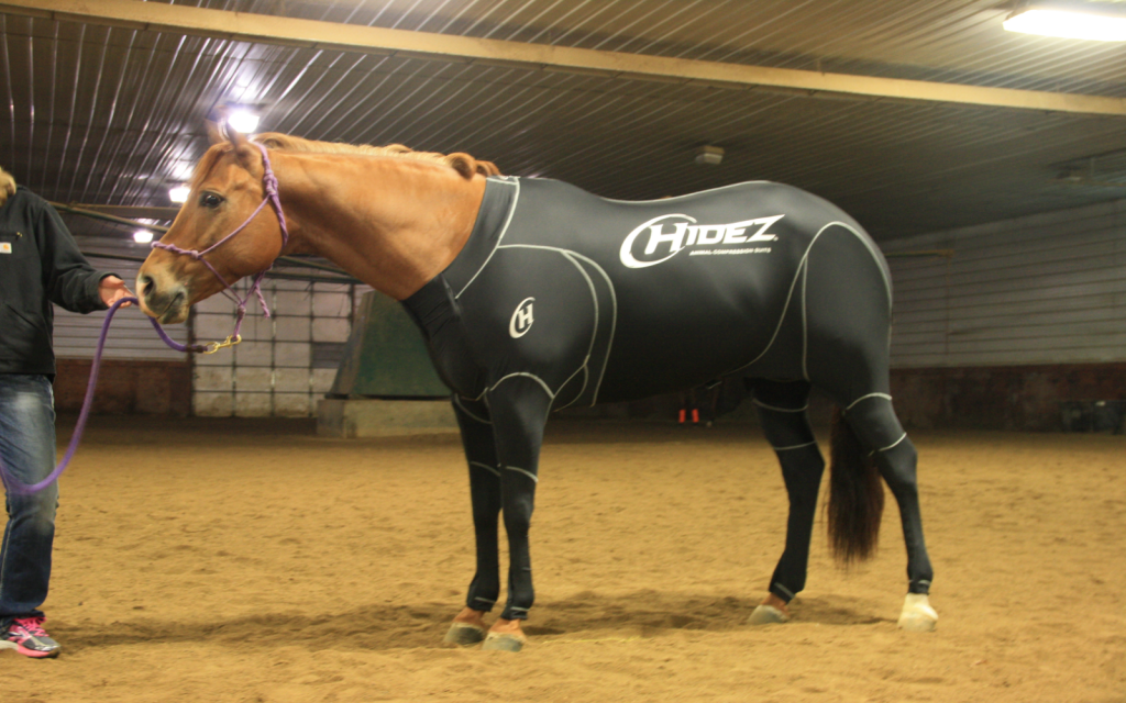 What is an Equine Compression suit? | Ranvet