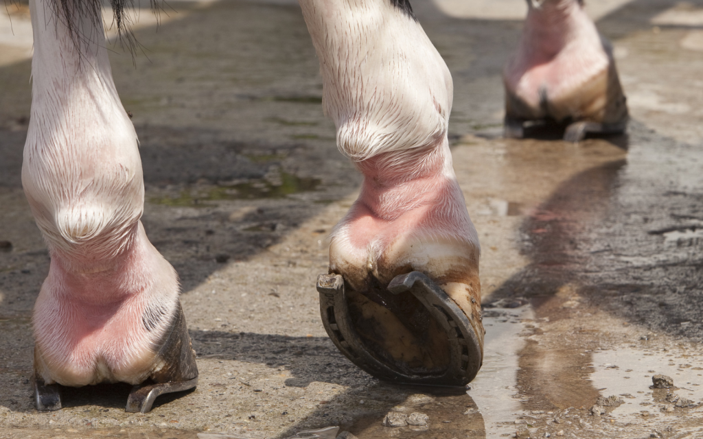 How can I treat Greasy Heel? | Ranvet