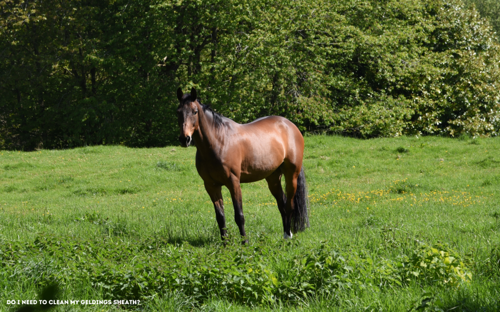 Do I need to clean my Geldings Sheath? | Ranvet